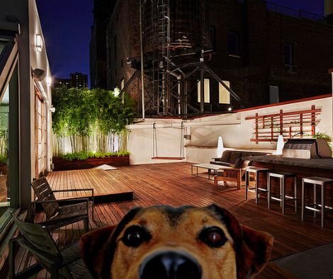 6 Tips for Dog-Friendly Deck Design